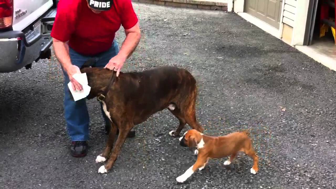 Boxer drool! - YouTube