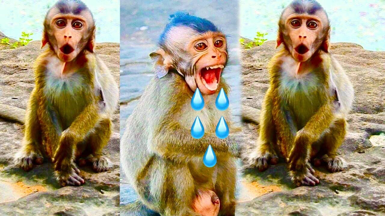 Pity ! Adorable Clip! Blaze He Very Crying Call Mummy Brinn Come Take ...