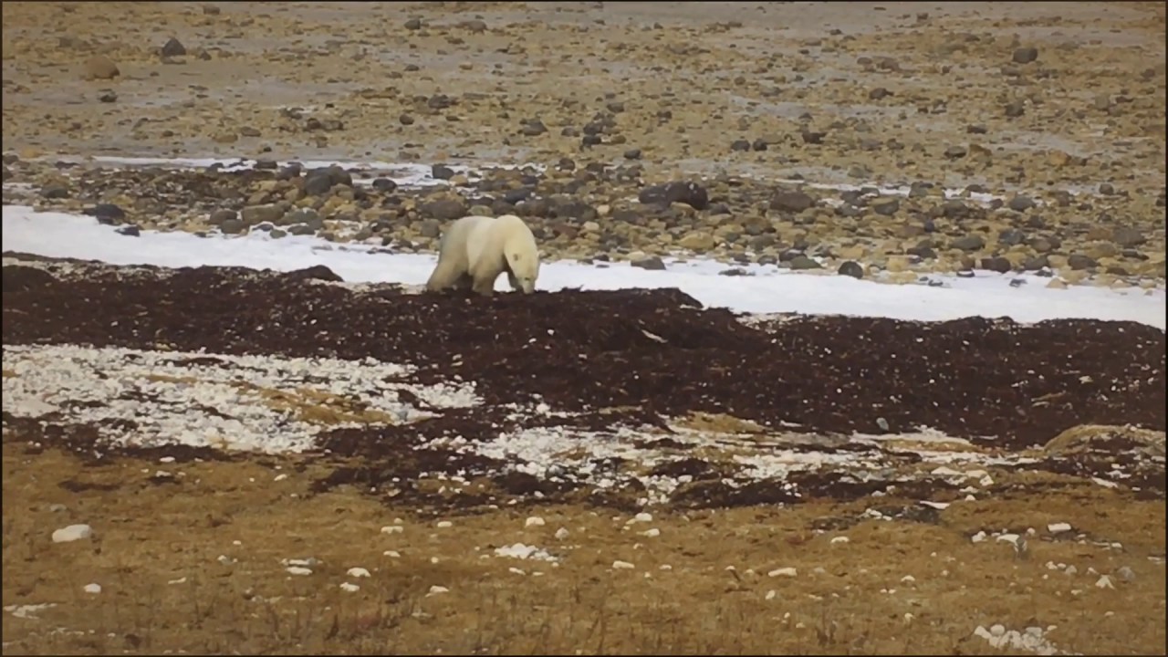 Things to do in Churchill Canada - YouTube