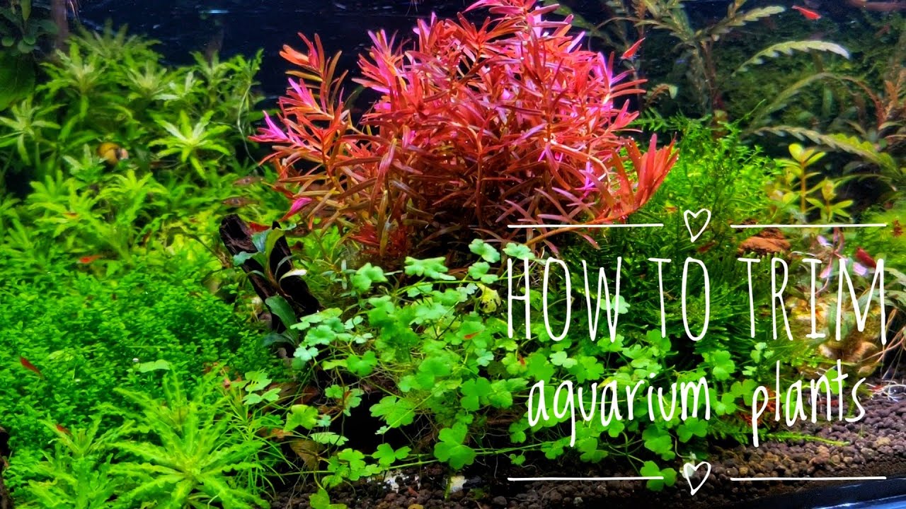 How to trim aquarium plants. Wie man Aquariumpflanzen zurückschneidet ...