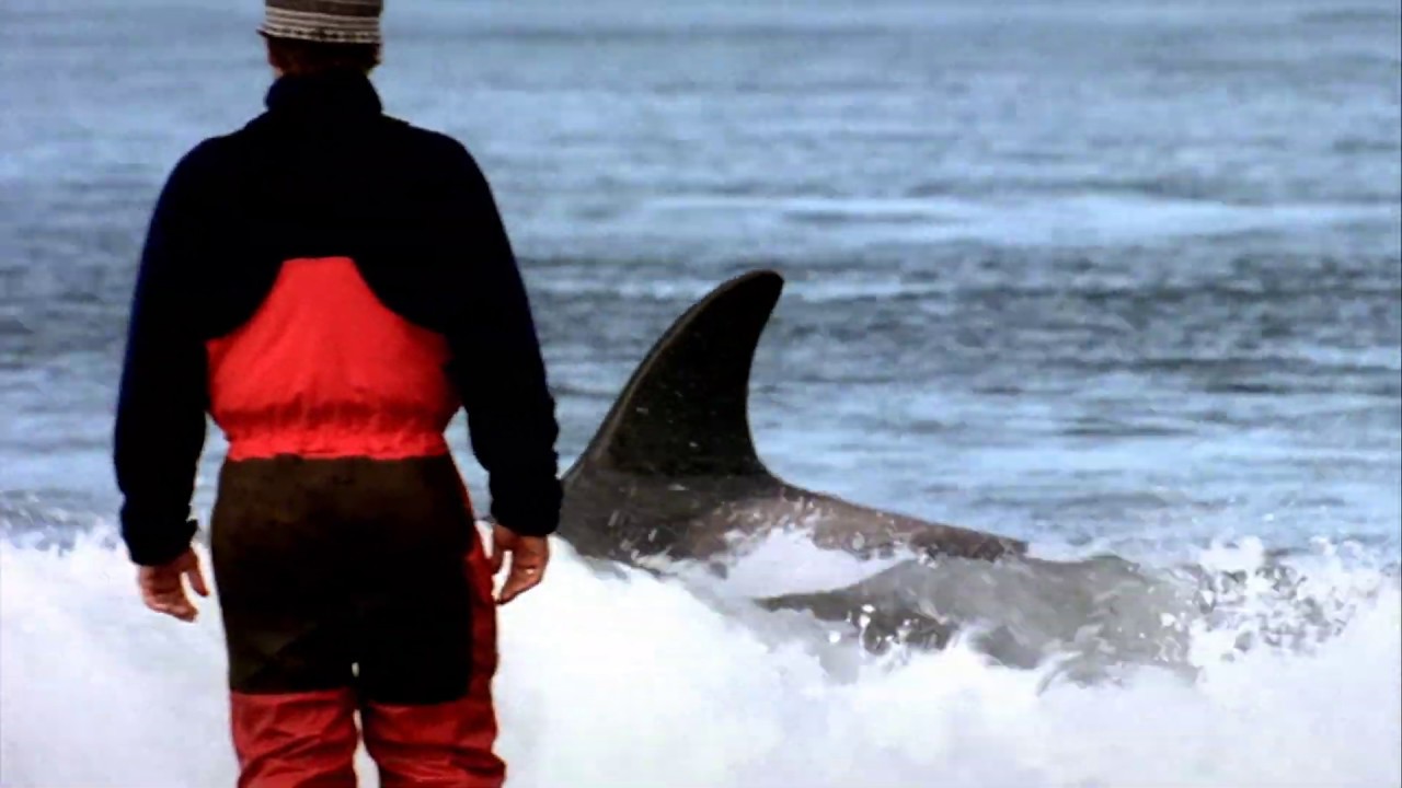 Wildlife cameraman close encounter with a beached orca - YouTube