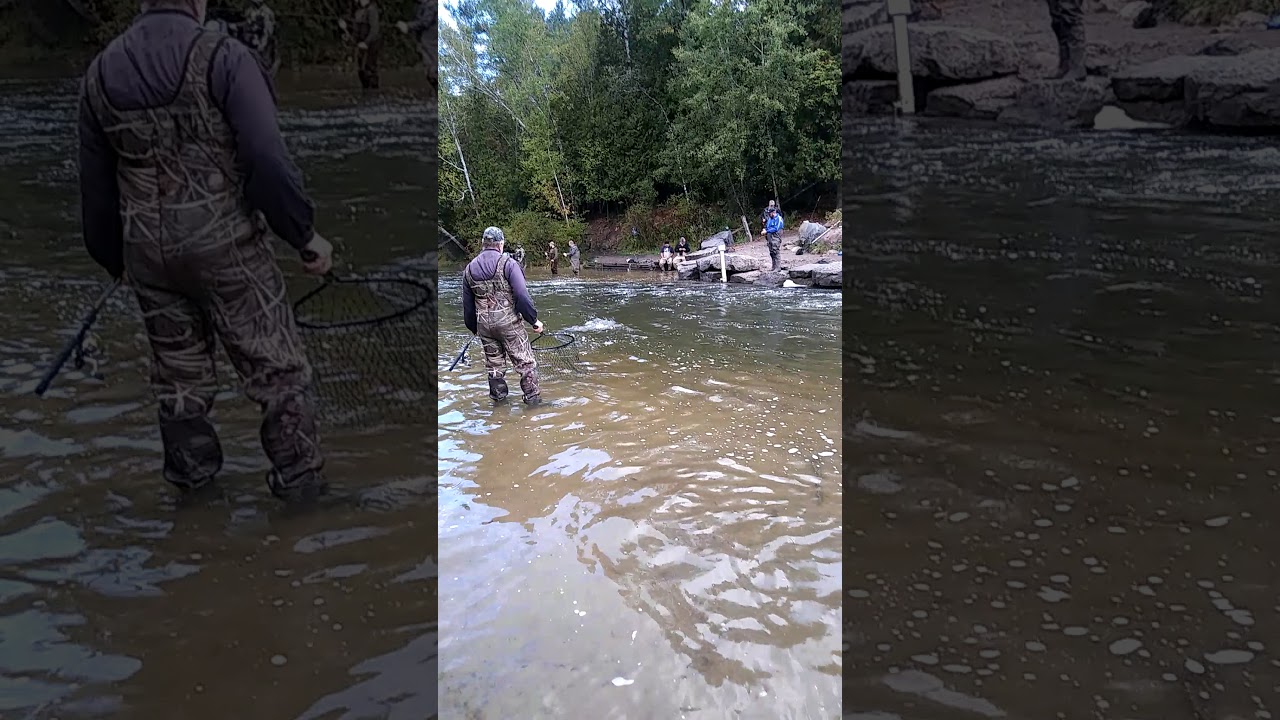 Homestead dam salmon fishing on the betsie river - YouTube