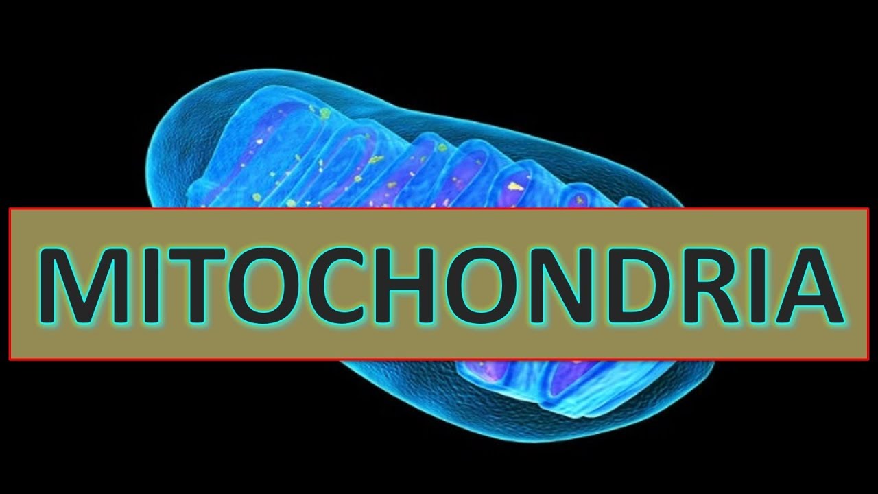 Mitochondrial Structure And Function Ppt