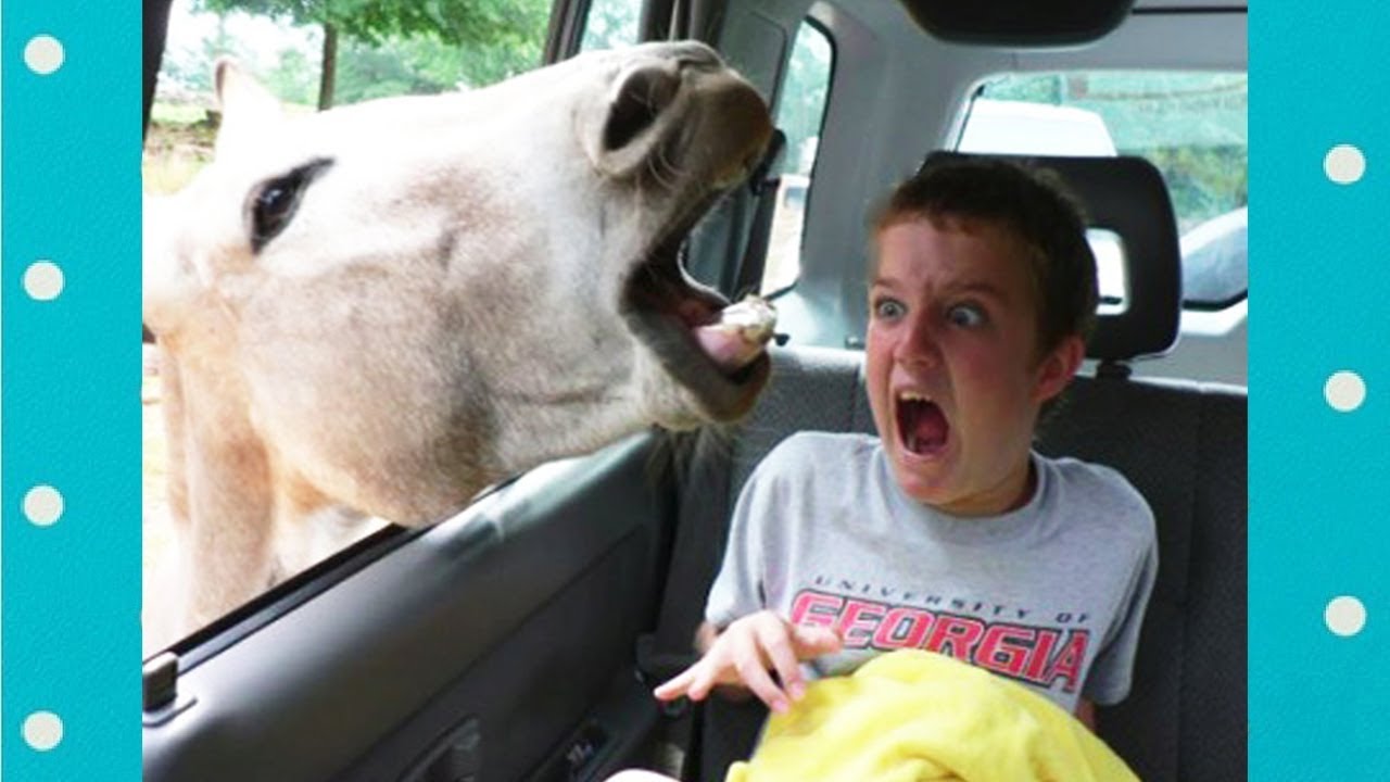 Funny Animals Asking For Children's Food ★ Funny Babies and Pets - YouTube