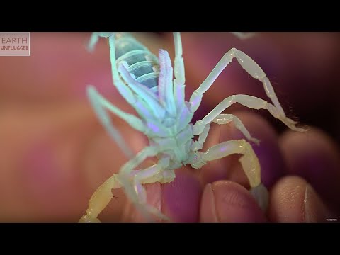 Scary Scorpion Sex! | Zoo La La | The Travel Edit