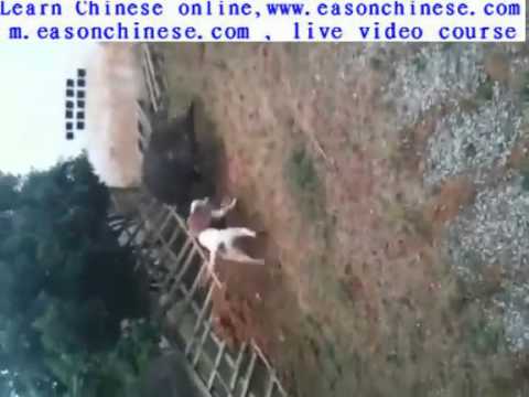 1624funny, wild boar so pump - YouTube