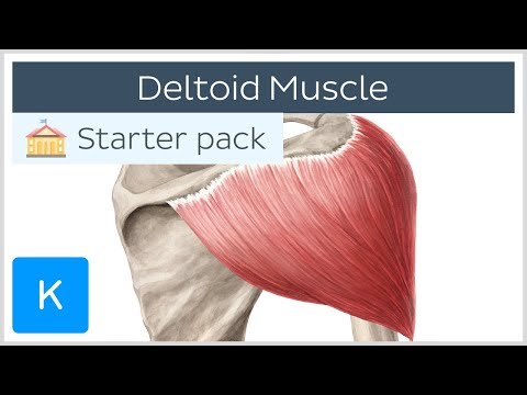 Deltoid Muscle: Origin, Insertion & Action - Human Anatomy | Kenhub