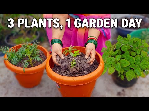 Repotting Orange, Marigold Cuttings & Amaranthus Update 🌱