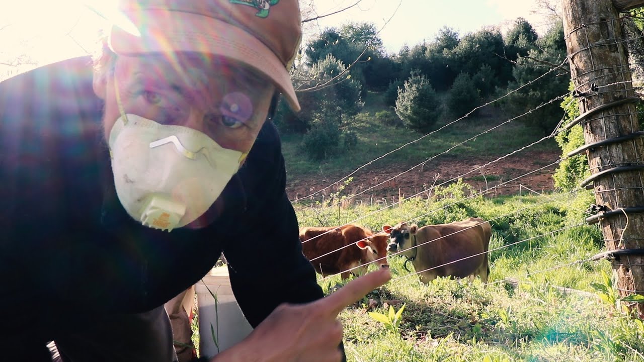 This Is a Dangerous Cow Move - YouTube