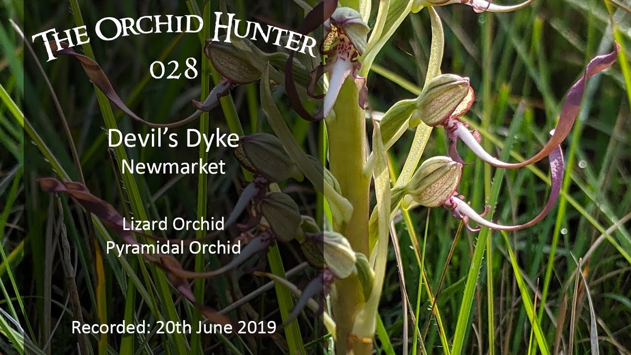 Orchid Hunter - 028 - Devil's Dyke (Jun 2019) - YouTube