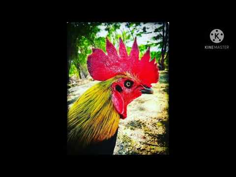 savel sandai whatspp status 🥰🥰🥰