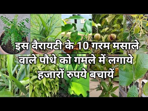मानसून में इस वैरायटी के 10 गरम मसाले वाले पौधे को गमले में लगाये garam ...