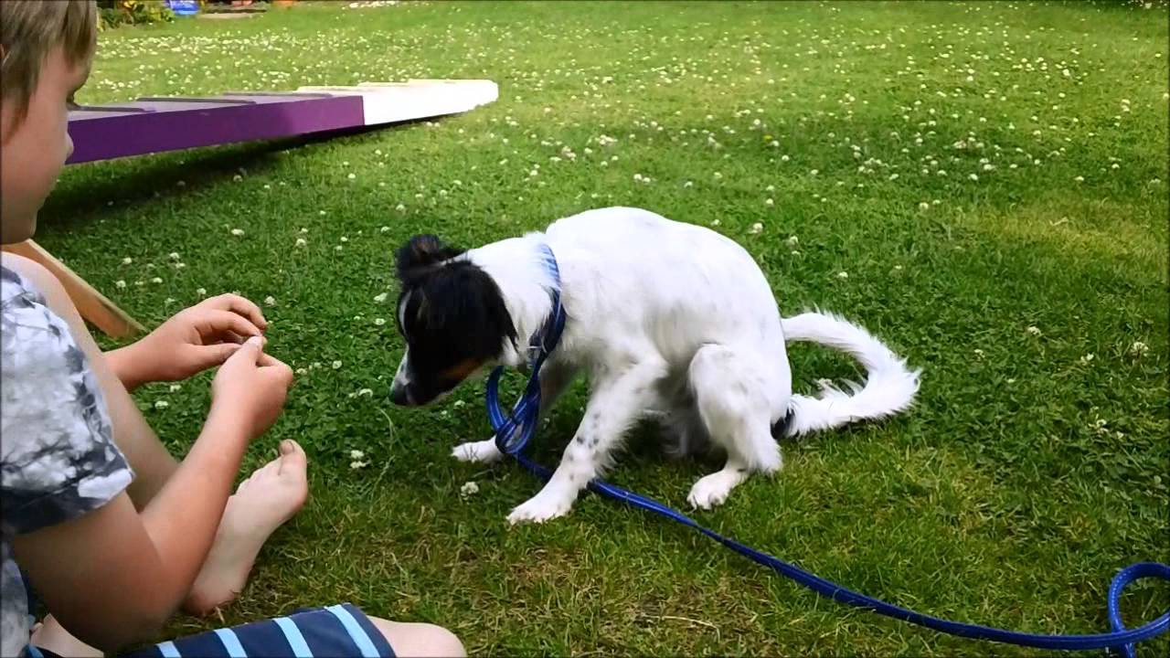 Woody 'hide' trick - work in progress! - YouTube