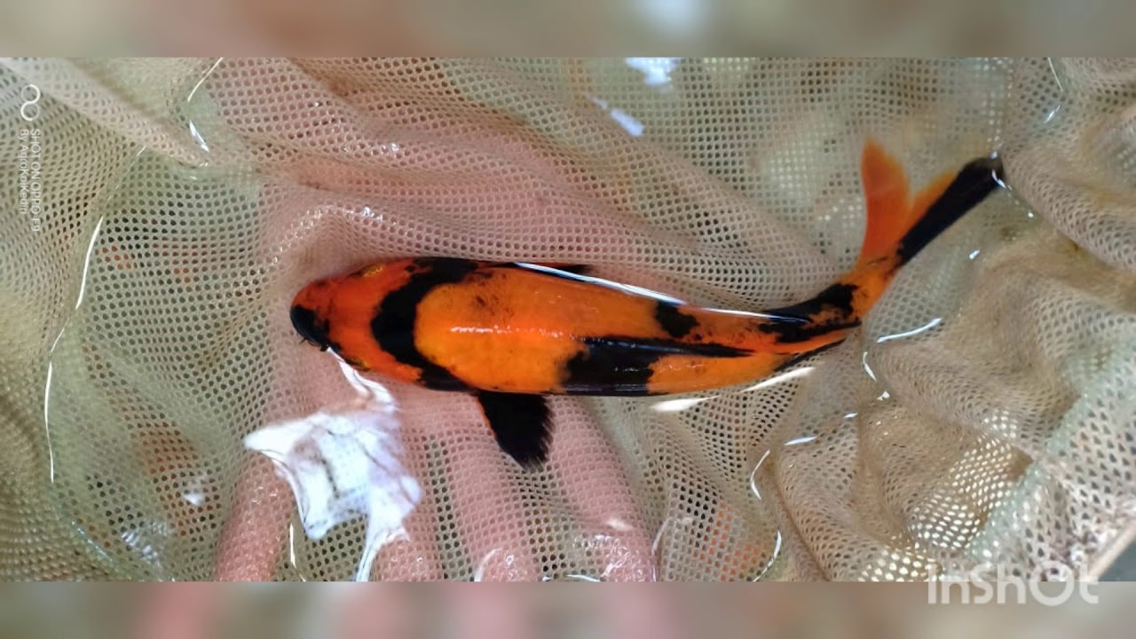 KOI BLITAR - HARGA IKAN KOI SUPER - AGRO KOI FARM - YouTube
