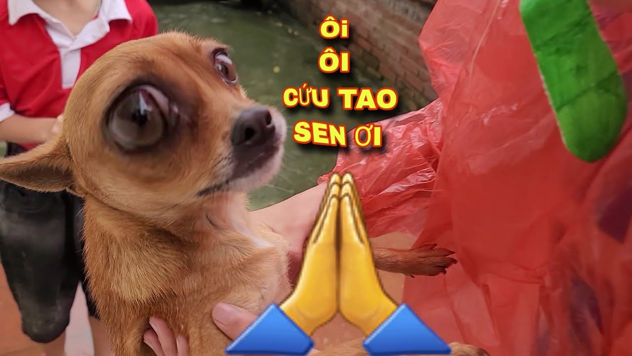 Cứu sen cứu Sen..Hiếu Idol cùng team Troll chú Dog kun..chạy kêu..teng ...