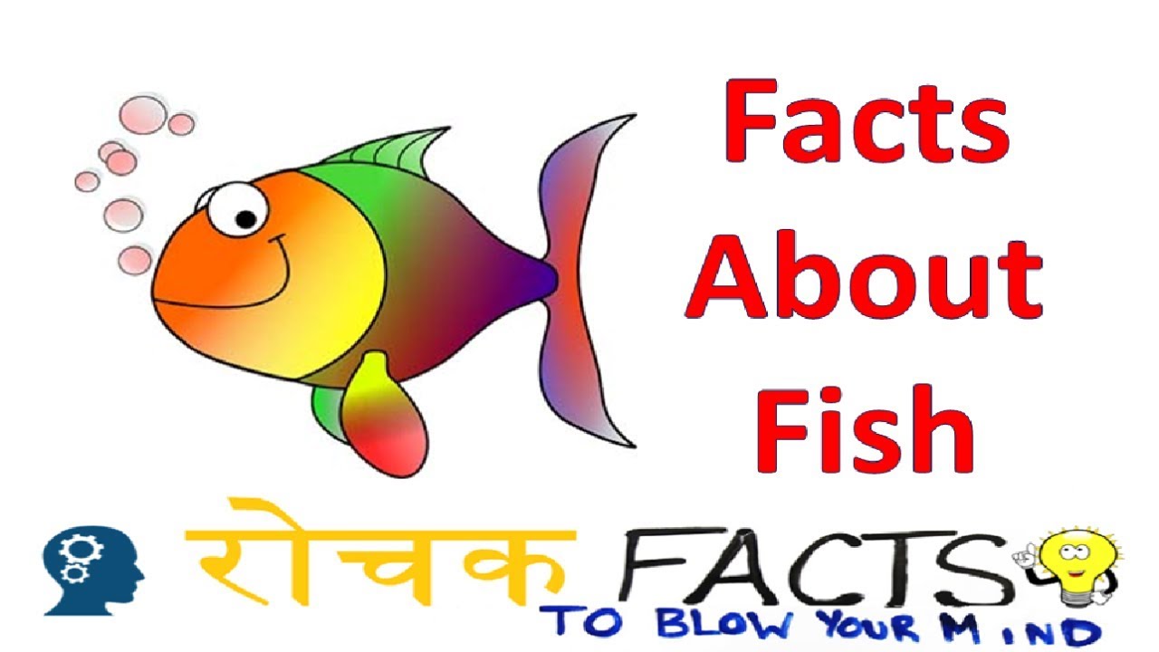 interesting facts about fish in Hindi - YouTube