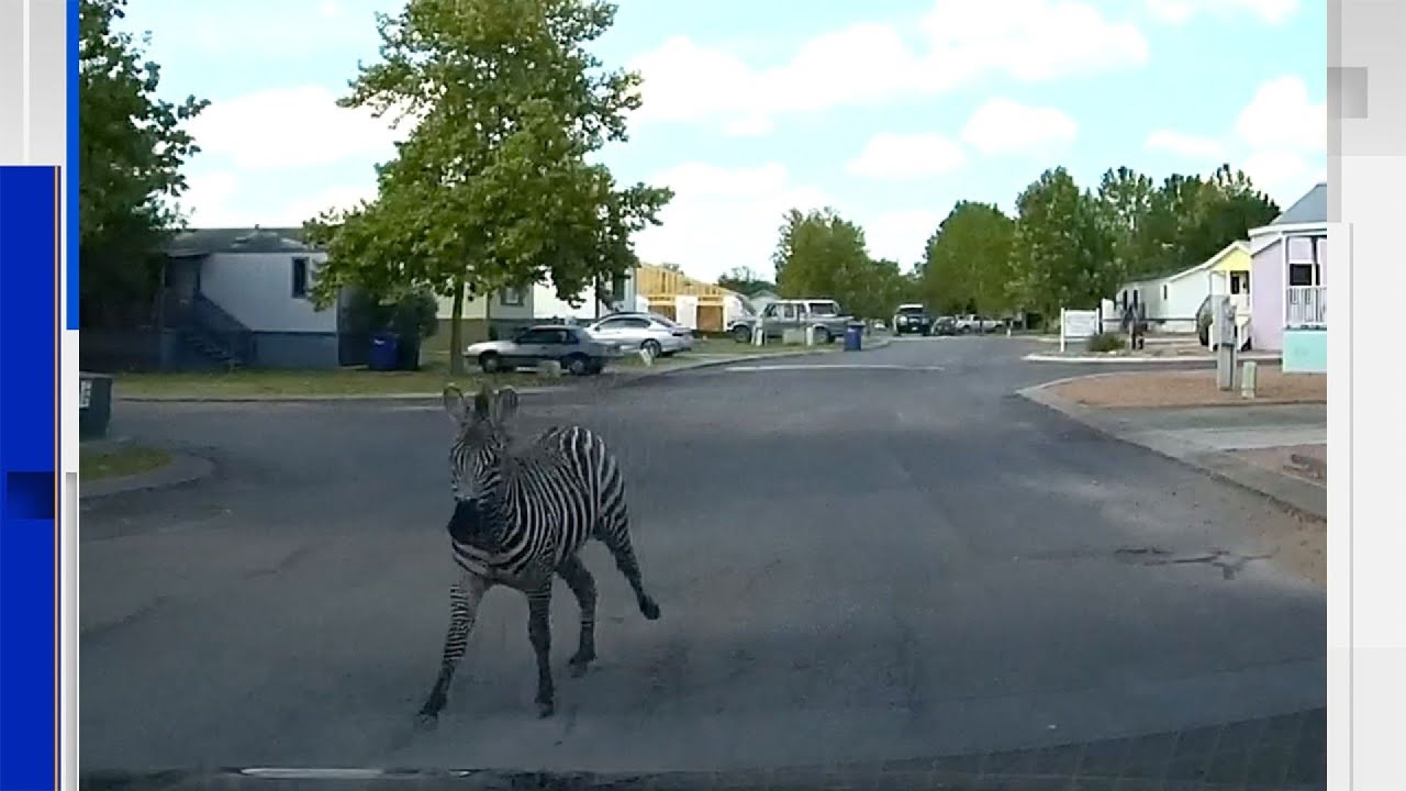 WATCH: Close encounter with escaped zebra caught on camera - YouTube