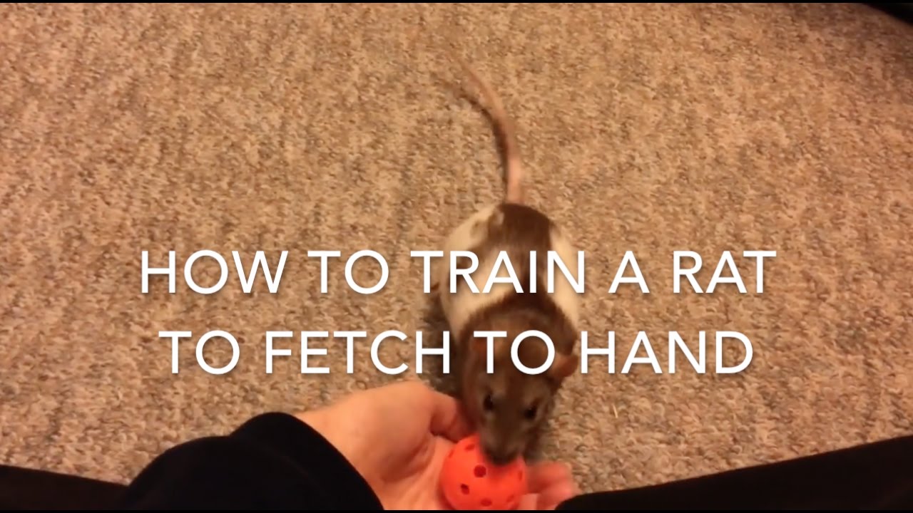 How to Train a rat to Fetch: Method 2 - Fetching to a hand - YouTube