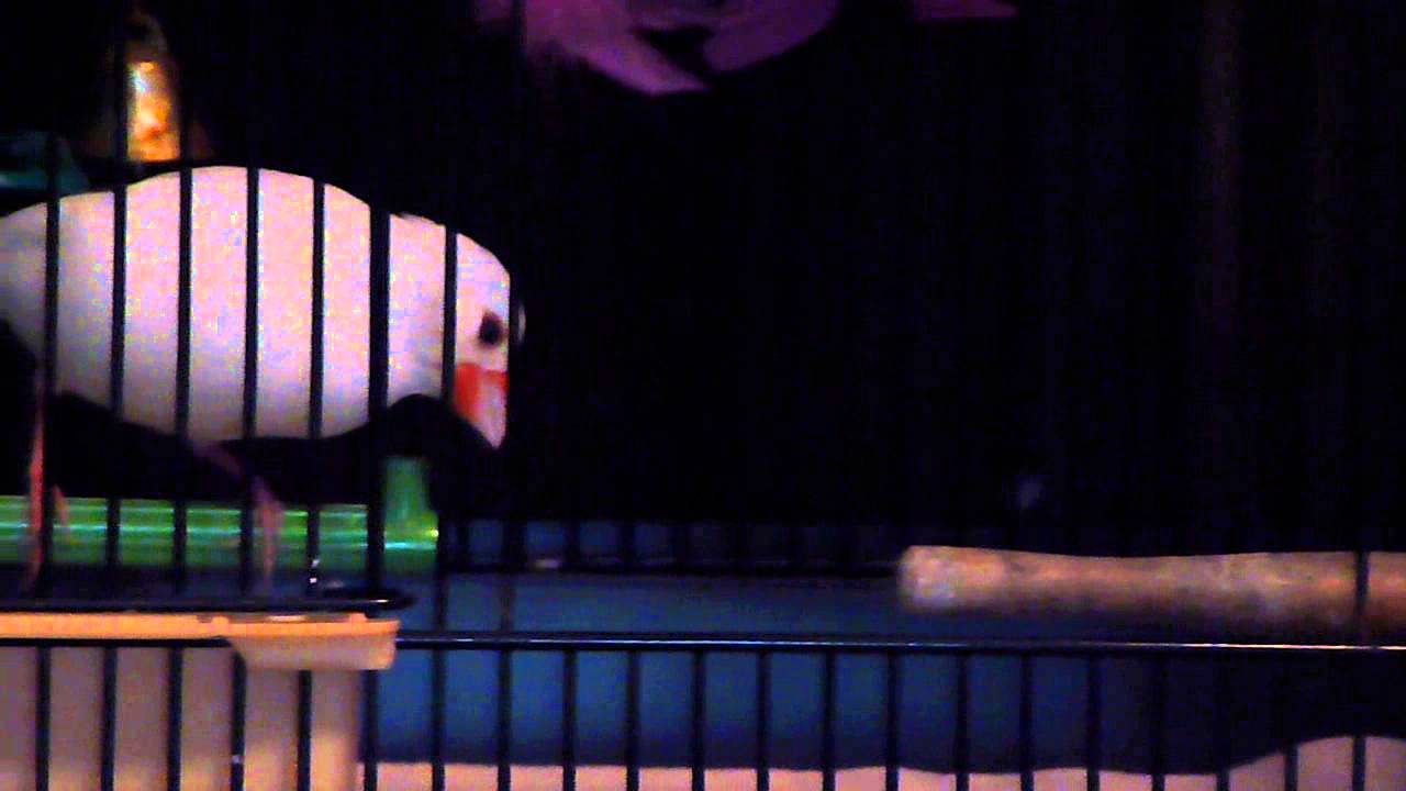 TAME WHITE JAVA FINCH SINGING - YouTube