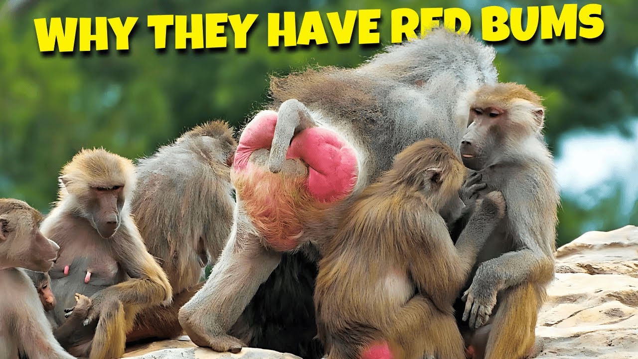Why Baboons Have Brightly Colored Bums - YouTube