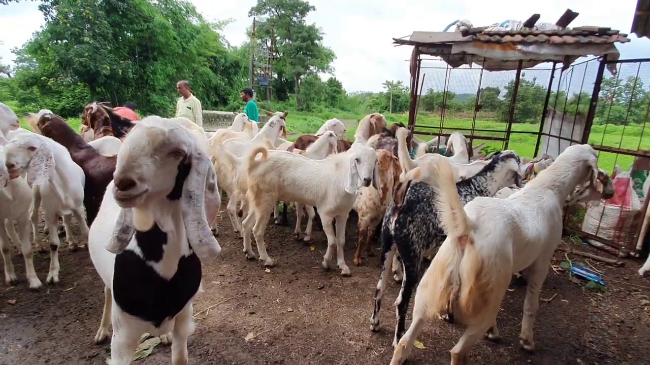 Deva Bhai Goats Bhiwandi. - YouTube