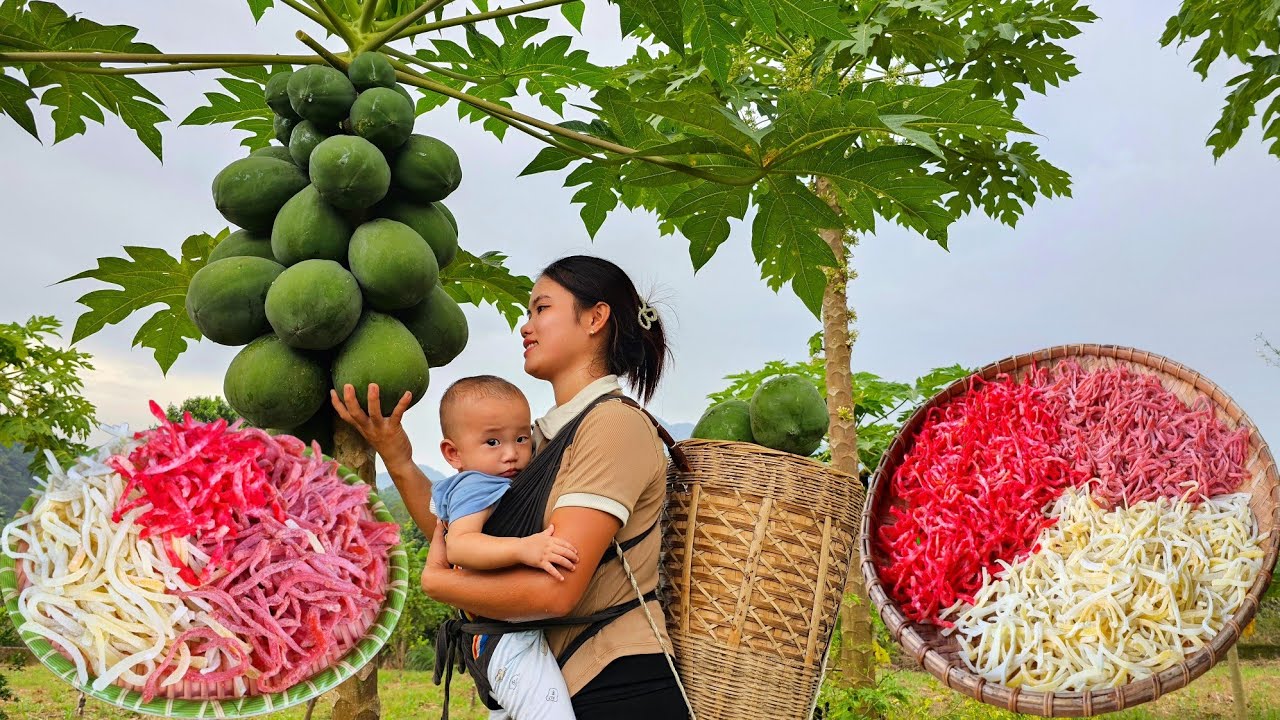 Harvesting Papaya fruit and Processing it into delicious, Chewy and ...