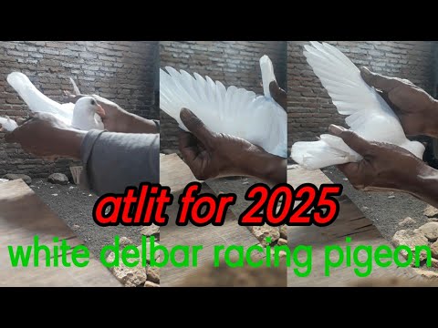 white delbar racing pigeon #pigeonracing @extrememarathonpigeons ...