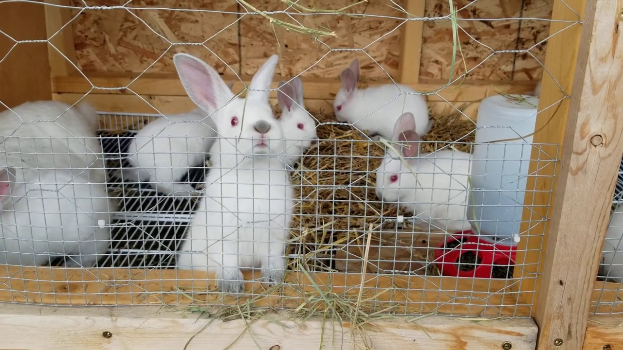 Rabbit Babies 5 Weeks - YouTube