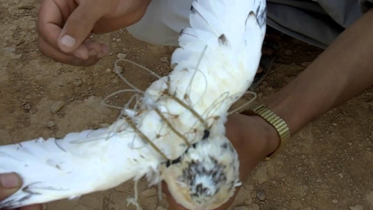 falconeering In The Syrian Desert - YouTube