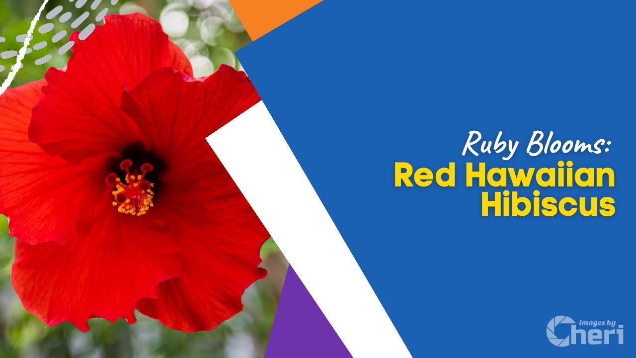 Ruby Blooms: Red Hawaiian Hibiscus - YouTube