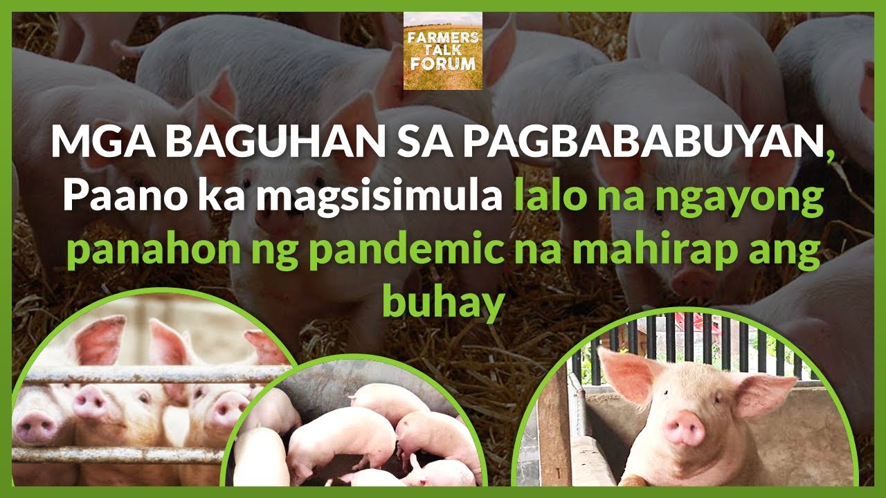 Farmers Talk Forum: Mga Baguhan sa Pagbababuyan, Paano ka Magsisimula ...
