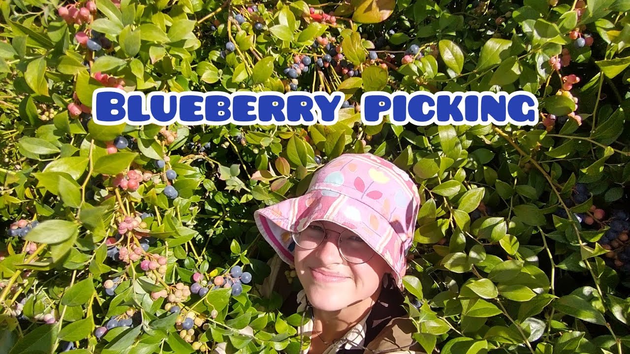A day in the life of a blueberry picker in New Zealand - YouTube