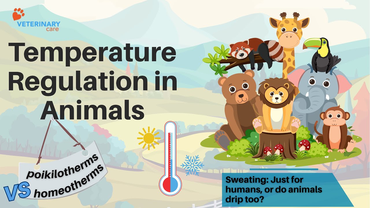 Temperature regulation in Animals: The Secret Science of Body ...