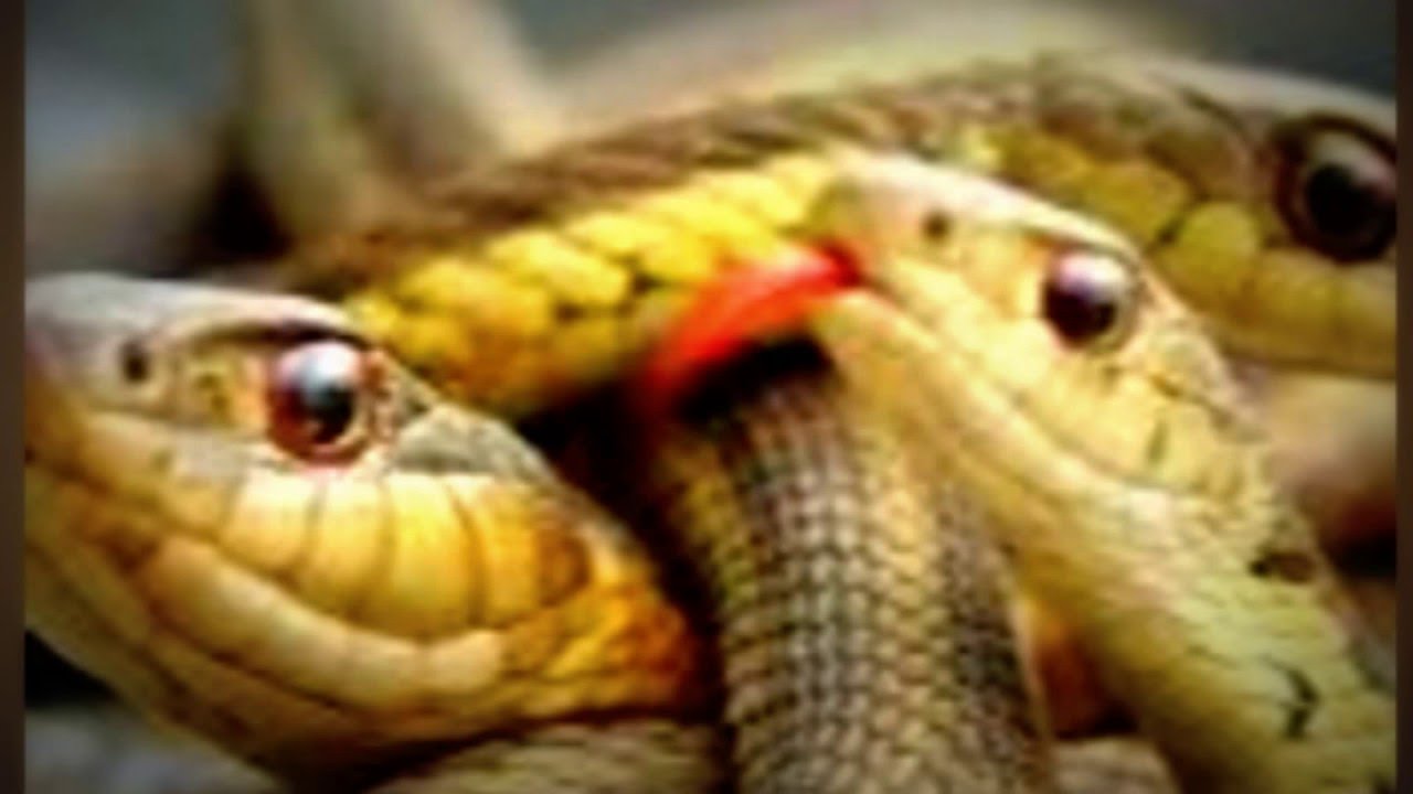 Dougla$-Snakes - YouTube