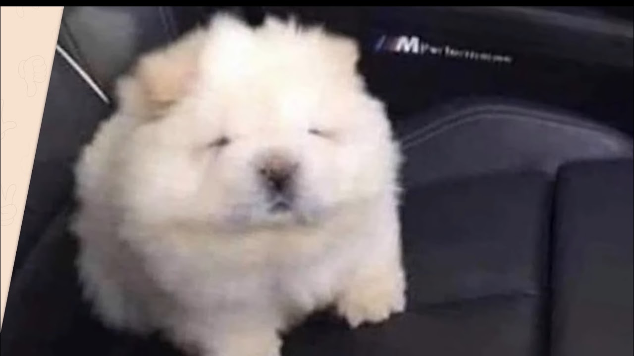 Shockwave Live Stream - YouTube