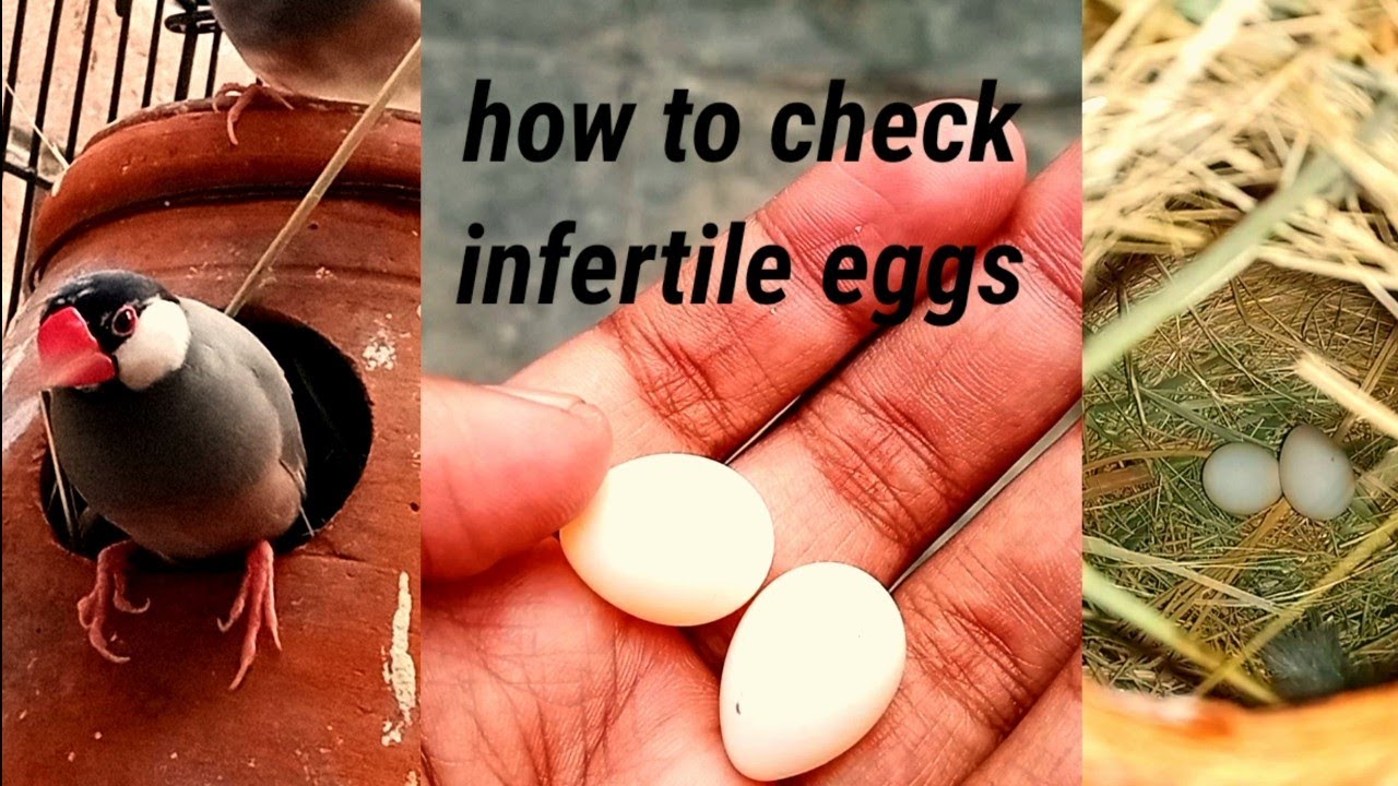 java first breed infertile eggs/ #fascinating birds - YouTube