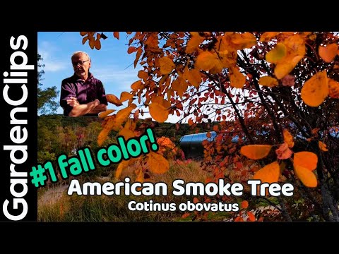American Smoke Tree - best fall foliage color - amazing autumn color ...