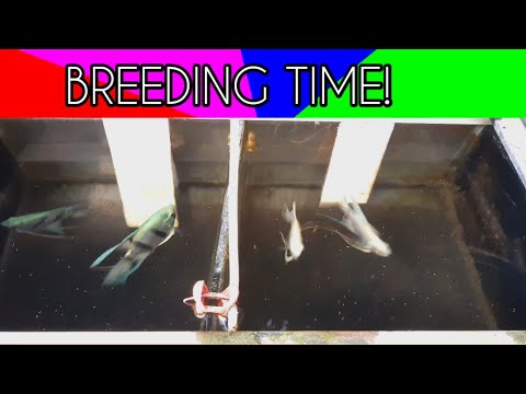 Angle Fish # Breeding Time! - YouTube