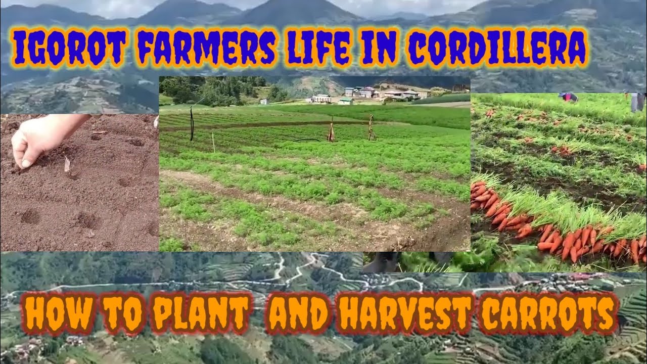Igorot Farmer's life rain or shine planting and harvesting carrots # ...