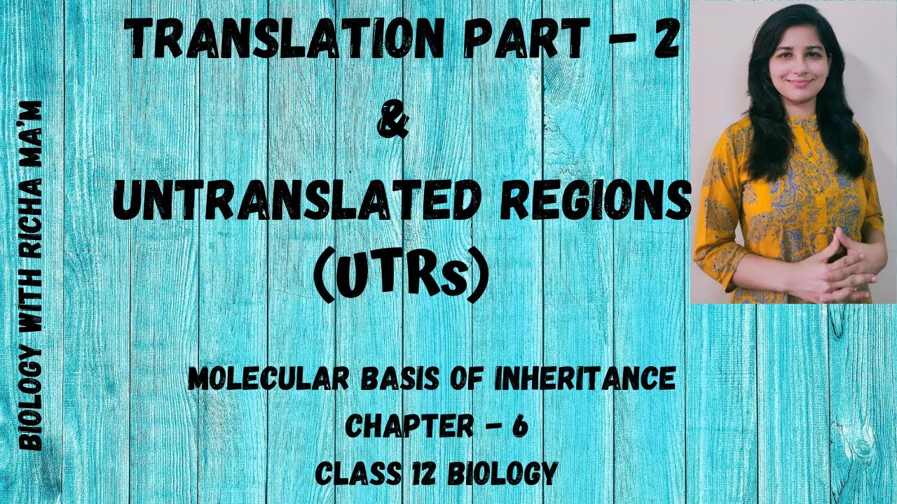 TRANSLATION PART -2 | POLYPEPTIDE SYNTHESIS | UNTRANSLATED REGIONS IN ...