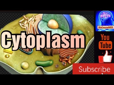 Cytoplasm Basic Overview | Components of Cytoplasm | Cytosol ...