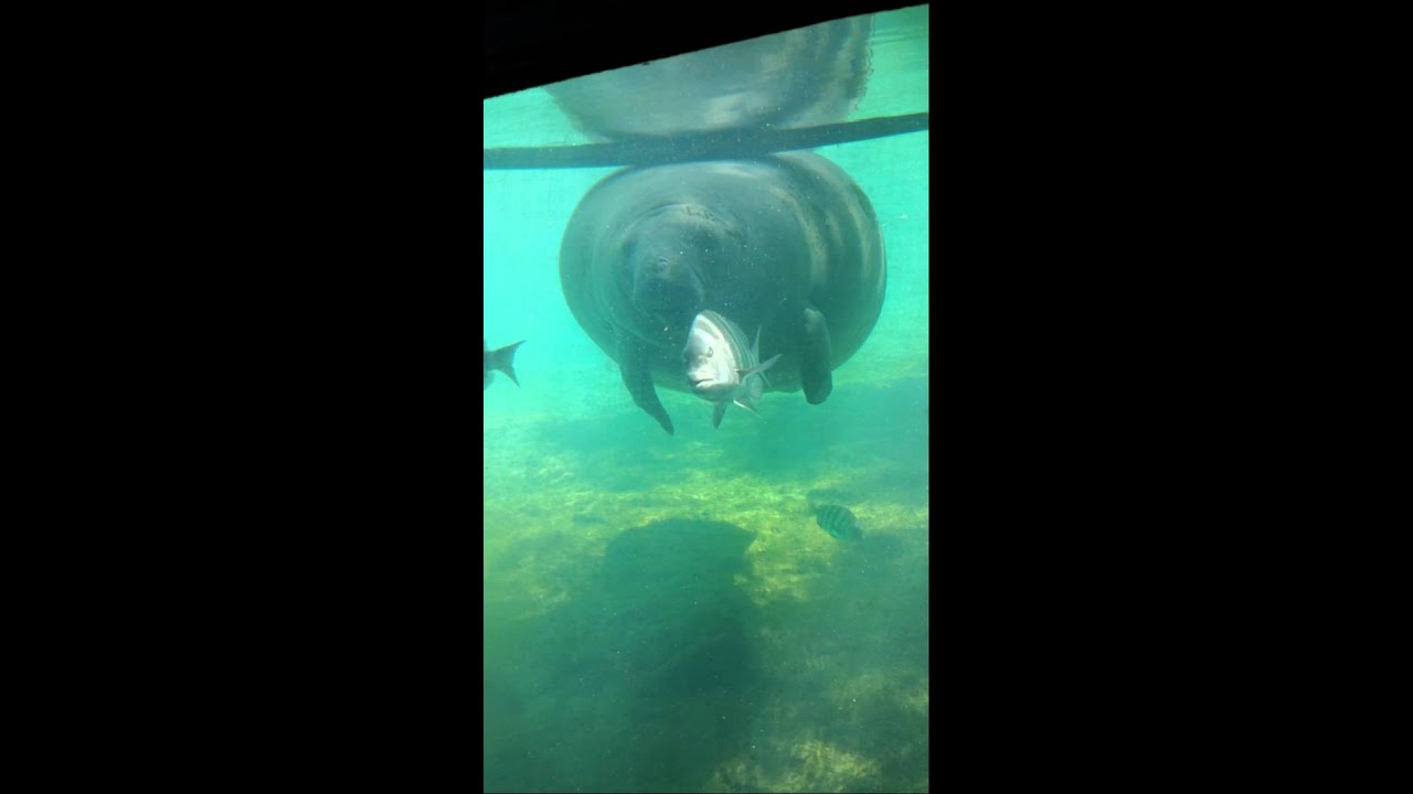 Fat, sweet manatees - YouTube