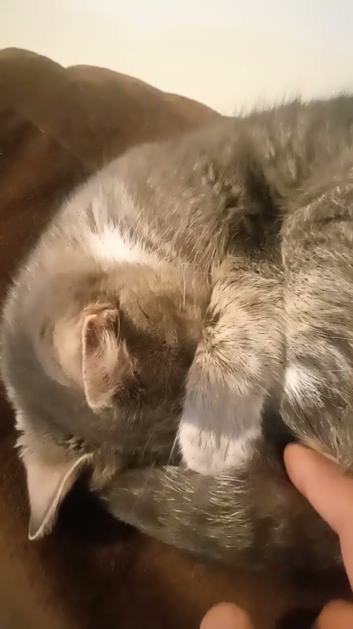Cat Covers Her Eyes - YouTube