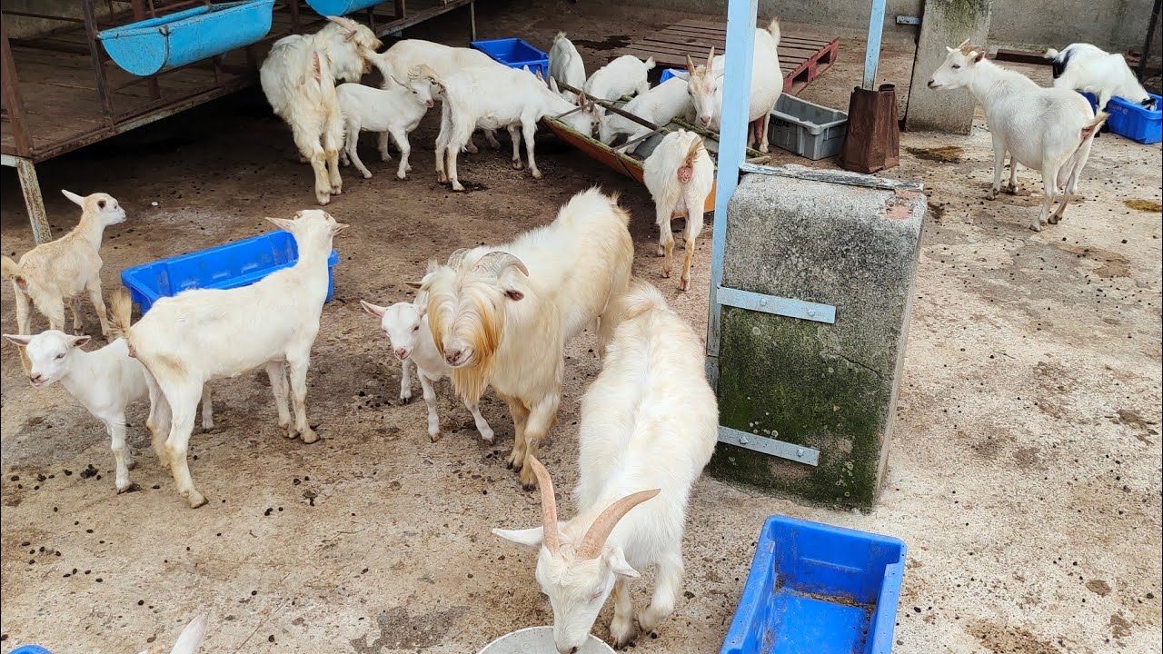 buff wale bantam quality wali bakriya in gangapur Aurangabad al aqsa ...