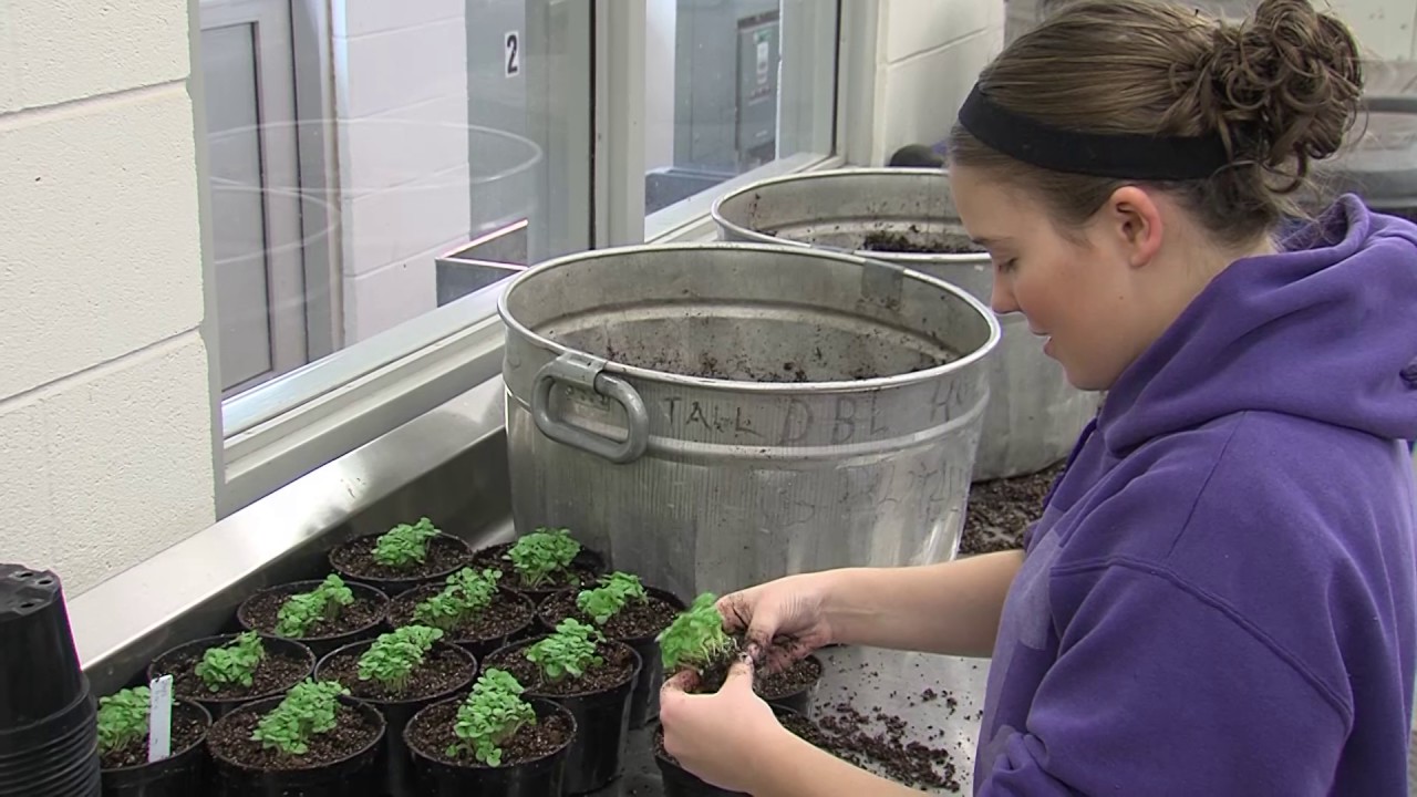 School of Agriculture Internship Program - YouTube