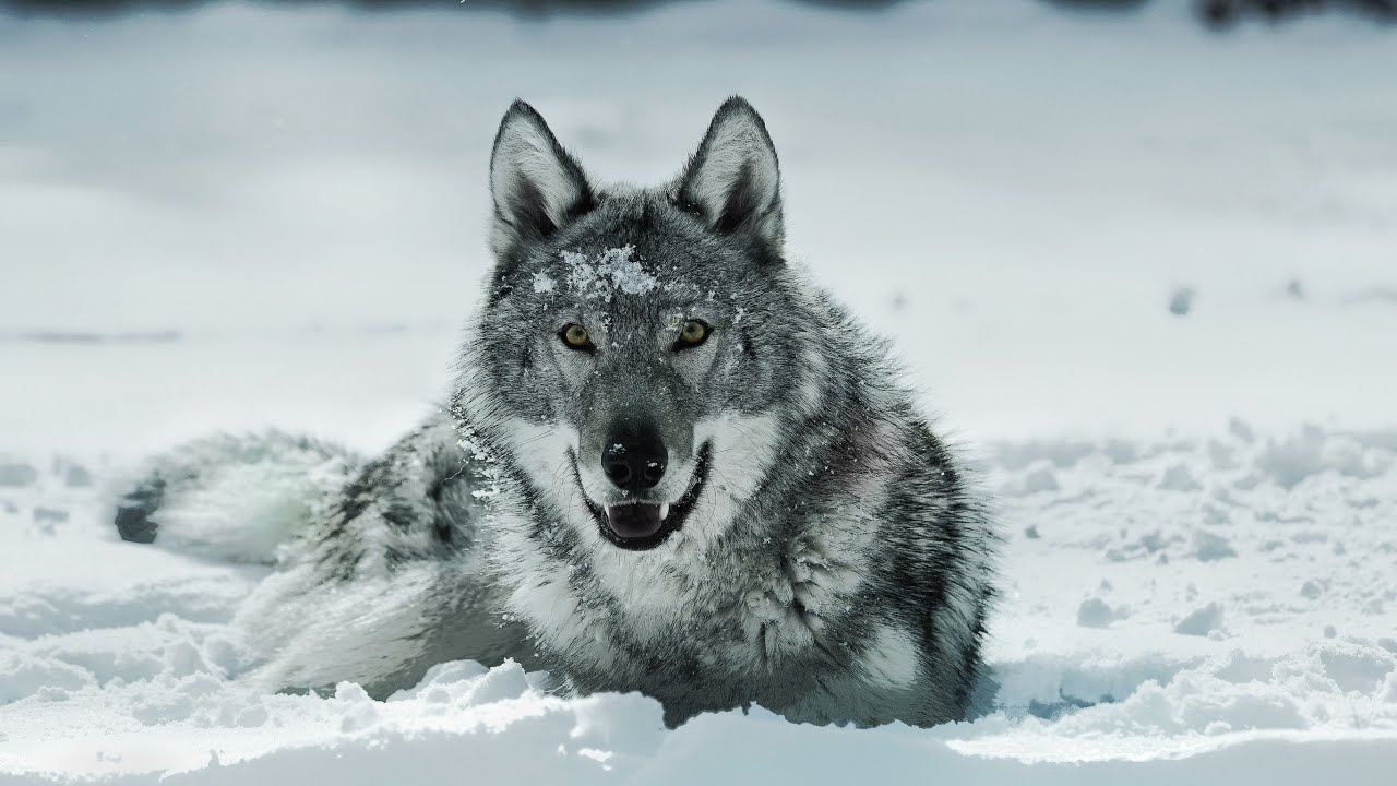 KURT BÖRÜ İLK KEZ KAR KIŞ İLE TANIŞTI! (BONUS VİDEO) - YouTube