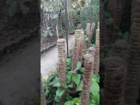 Falawr narcire with dua