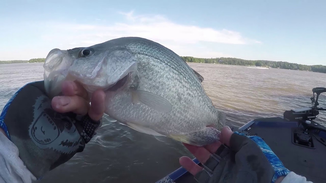 Pour to Catch Lime Flash Minnow and Give Away - YouTube