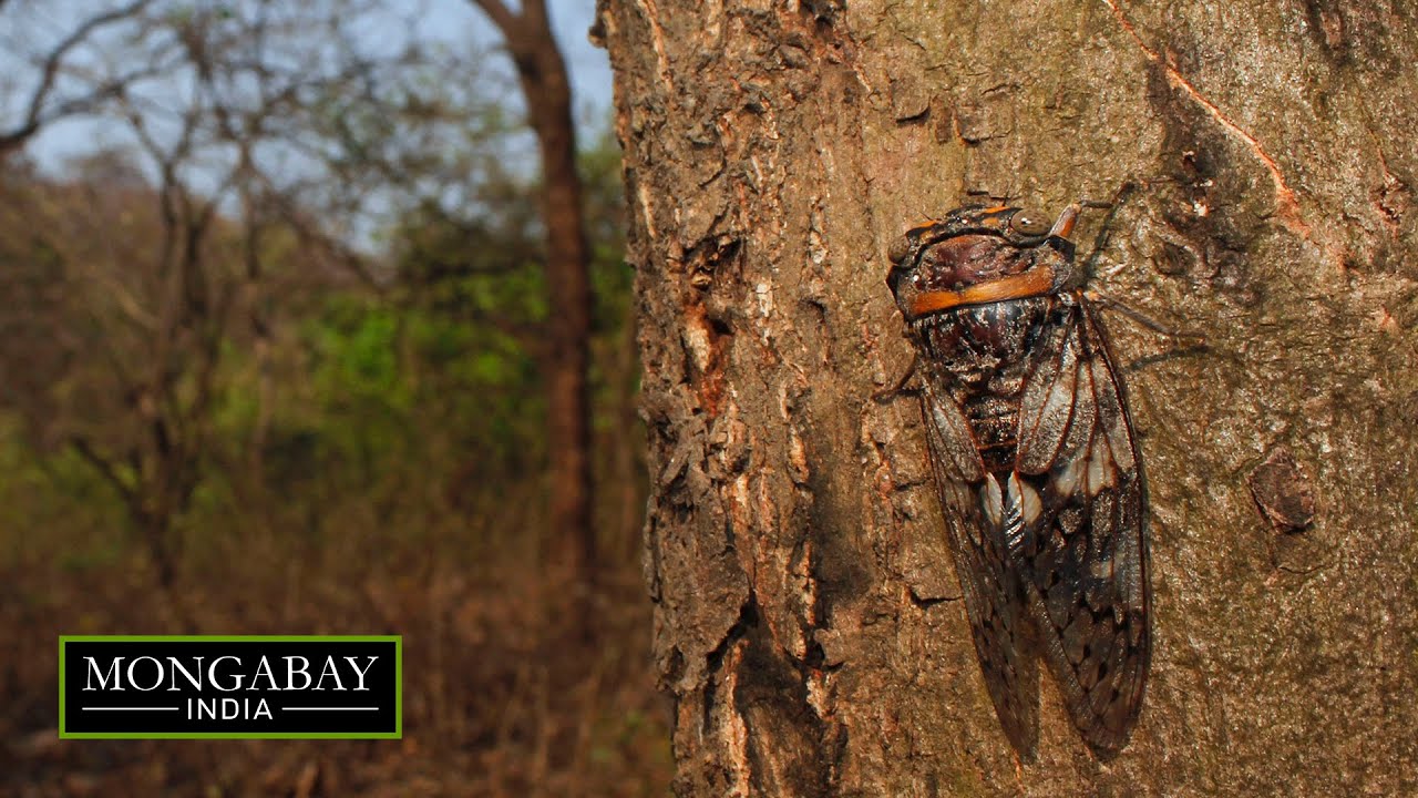 Cicadas: Nature's chorus act - YouTube