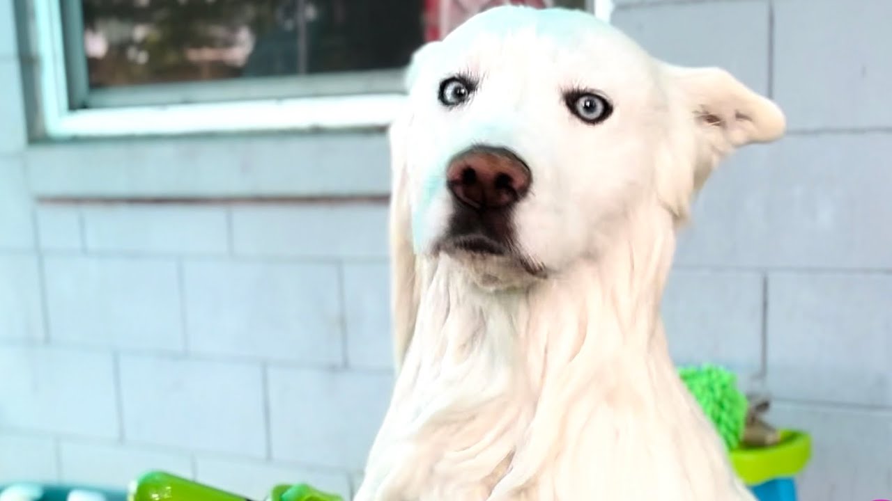 Husky Gives Epic Mean Mug During Long-awaited Bath #husky - YouTube